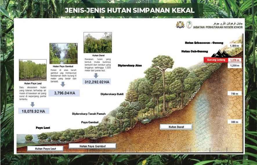 Jenis-Jenis Hutan